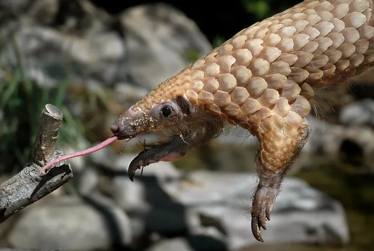 蚂蚁庄园11月17日：穿山甲主要用什么来捕食 - PSP99游戏网